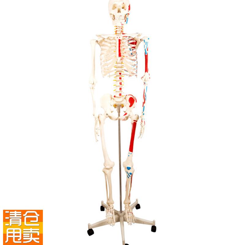 医学170CM人体骨骼s模型肌肉骨架标本解剖脊柱骨科教学具