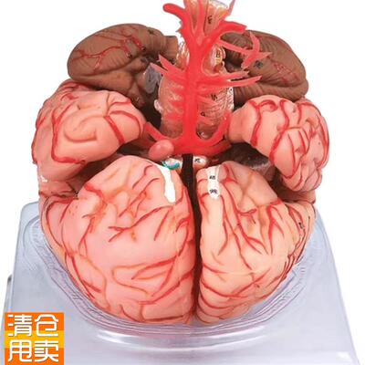 脑动脉模型GDE/A18220