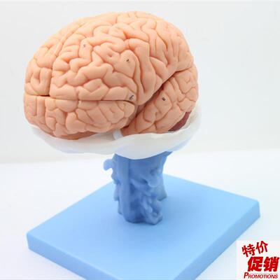 ENOVO医学人体大脑解剖模型脑干脑室间脑小O脑模型神经科系统模型
