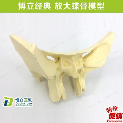 蝶骨放大模型人体蝶骨r模型蝶骨放大3倍教学模型蝶骨模型骨科