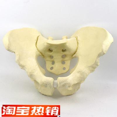 ENOVO颐诺仿真n骨盆模型骨科手术摸拟骨盆骨折手术训练骼骨髋骨