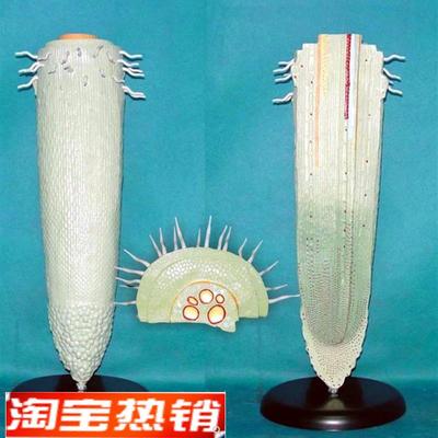 植物单子叶根解剖模型C植物解剖模型科教模型
