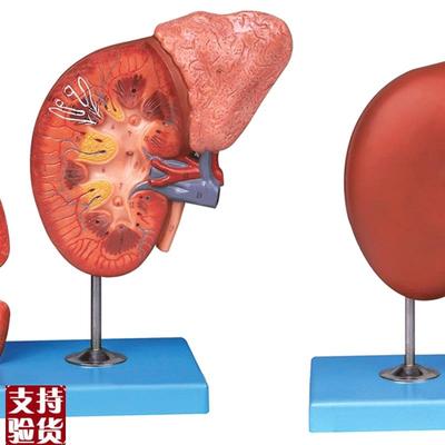 肾脏与肾g上腺放大模型A14006