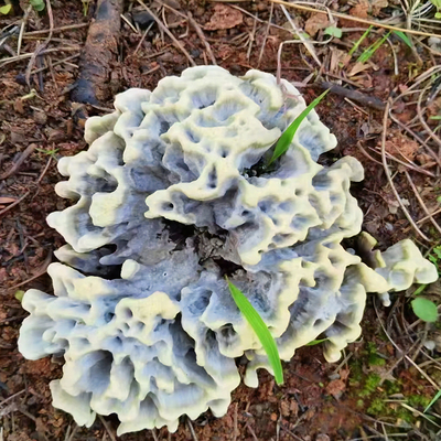 云南野生菌新鲜干巴菌