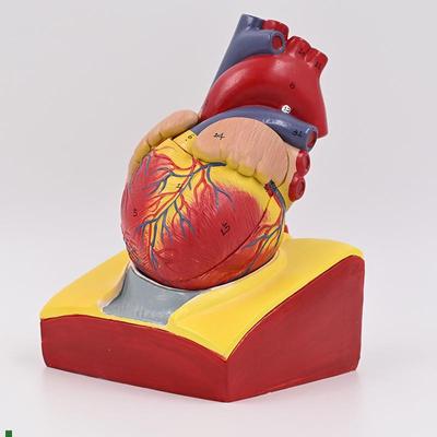 人体心脏模型心血管主动脉瓣膜心房上腔I静脉B超影像教学内脏模具