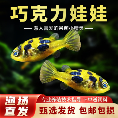 巧克力娃娃鱼小河豚鱼工具鱼除杂螺吃螺卵斑马狗头草缸水蜗牛克星