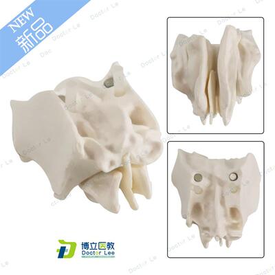 人体彩色头骨模型散骨模型筛骨模型医用教学模型蝶骨模型