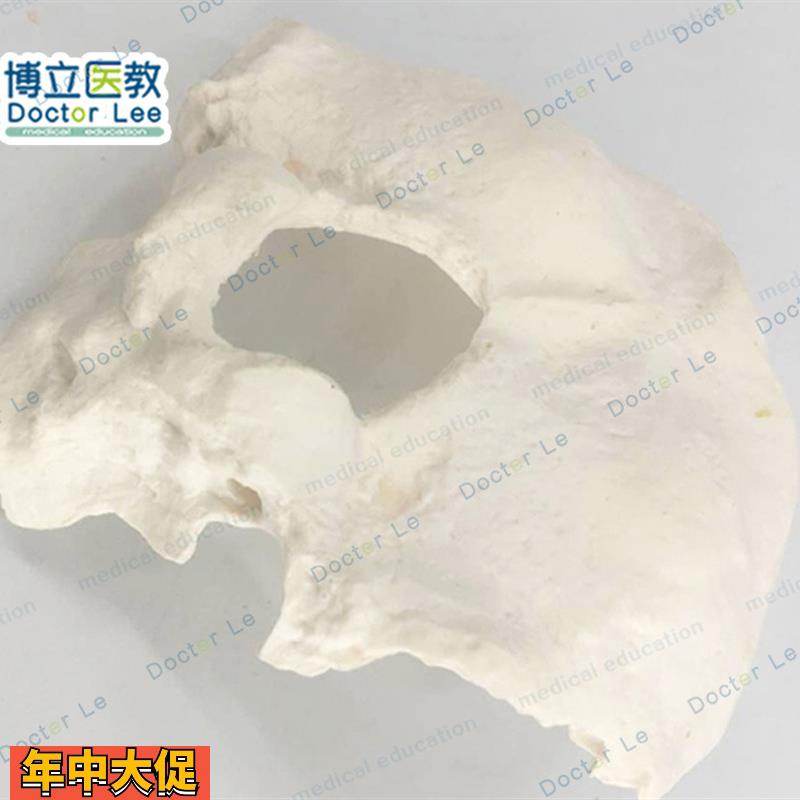 人体枕骨模型真实标本翻模医学教学模型散骨模型自然大枕