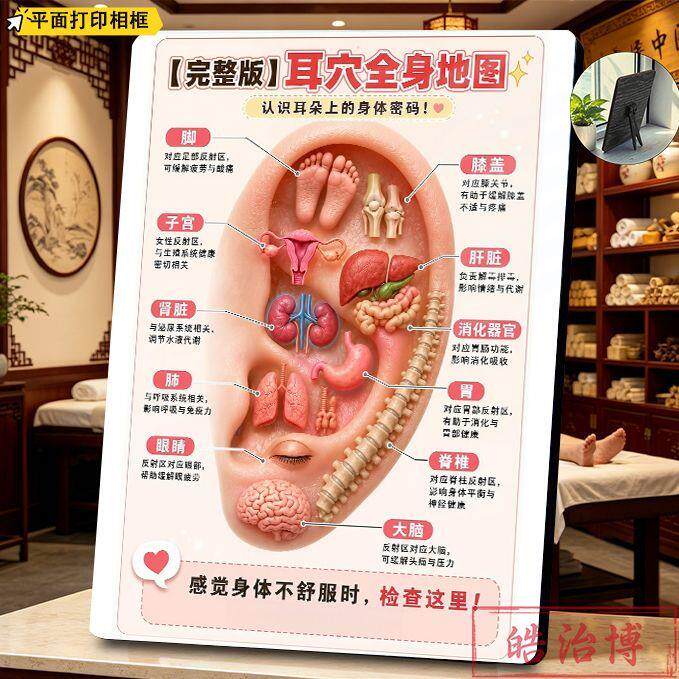 耳朵人体全息穴位对照相框耳穴内脏反射示意画框理疗馆艾灸店摆台