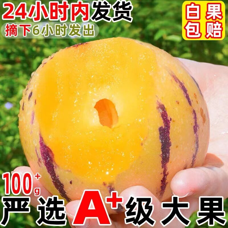 精品特大果 云南石林人参果新鲜5斤现摘树上熟黄肉圆果当季人生果