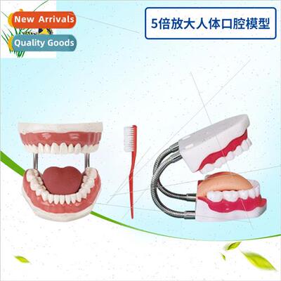 Health care model human dental care model dental mold 6 time