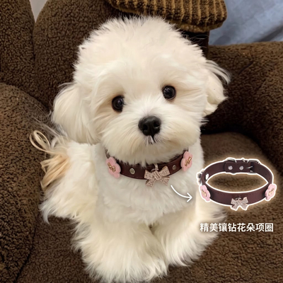 中小型犬猫可调不勒脖牵引项圈