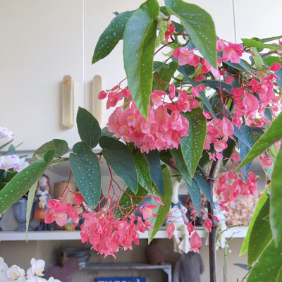 红花白花竹节 tamaya秋海棠带叶子多年生好养耐阴室内花卉