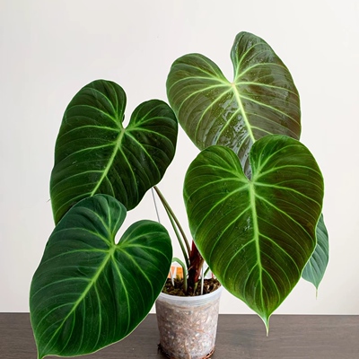 巧克力蔓绿绒P. EI choco red室内观叶绿植花卉盆栽荧光蔓绿绒