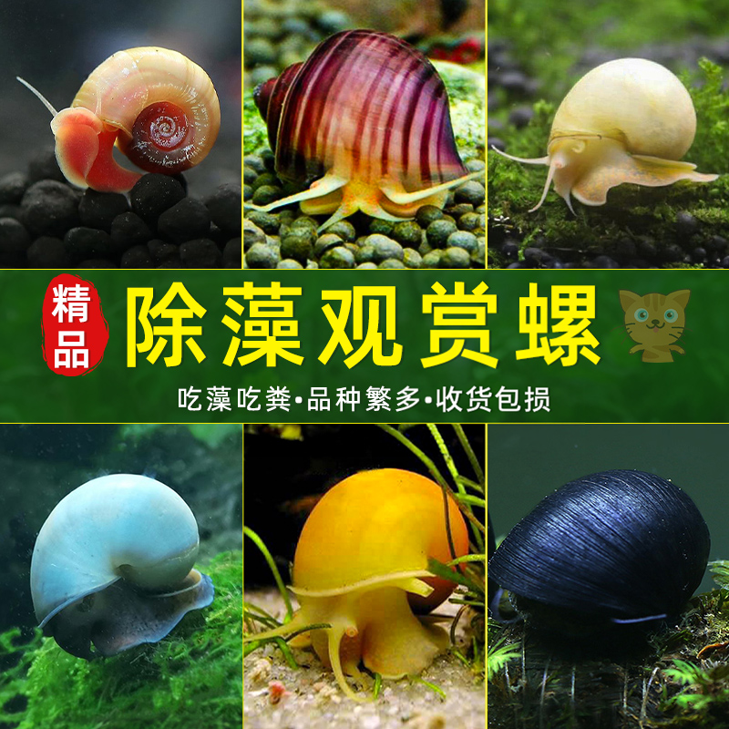 观赏螺淡水苹果螺冷水鱼缸除藻工具吃藻清缸清理小宠物黄金螺蜗牛
