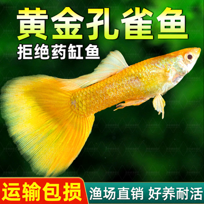 黄金孔雀鱼苗观赏活体热带小型淡