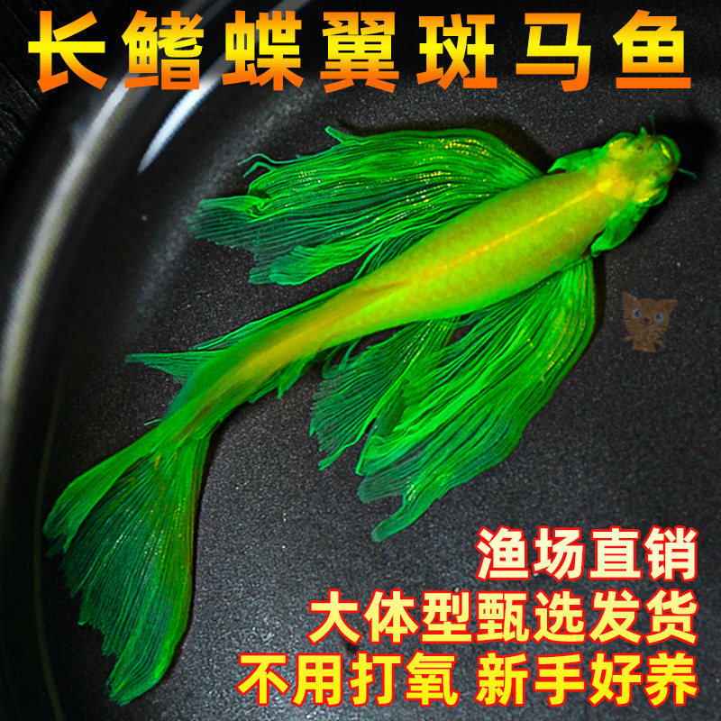蝶翼斑马鱼长尾长鳍大帆翡翠绿观赏鱼龙凤冷水小型淡水好养小活鱼