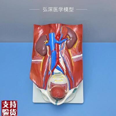 人体泌尿系统模型肾脏器官可拆解剖膀胱输尿管R血管教学医学模具