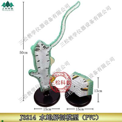 水螅解剖放e大模型触手3214初中高中生物模型实验器材教学仪器