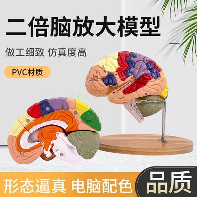 2倍放大脑功g能分区医学人体大脑解剖模型拆卸动脉血管颅底神经科