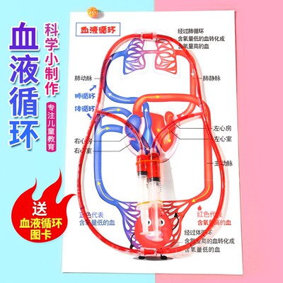 人体器官生物理实验血液循环系统血管DIY医学实验材料肺呼吸套装