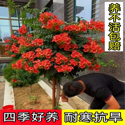 爬藤庭院凌霄花苗庭院名贵树