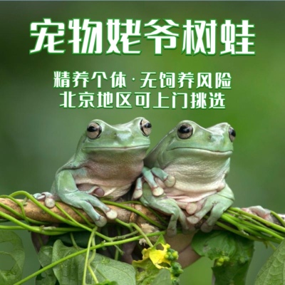 活体树蛙姥爷树蛙活体