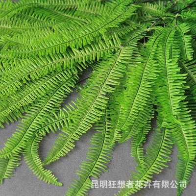 新款直销者永生芒萁叶蕨叶摆件装饰DIY手工课相框卡片压花干花画