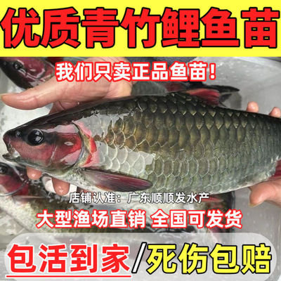 正宗鱼苗青竹马口俗称倒