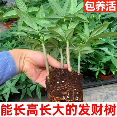 能长到1米8的原生发财树