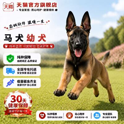 看家狗真狗爆红黑红护卫犬聪明狗