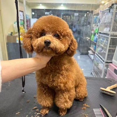 家养活物聪明精品贵宾犬可爱