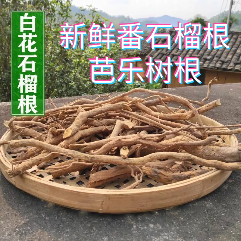 福建青草现挖年老番石榴根红心番石榴树根芭乐树根天然番石榴根