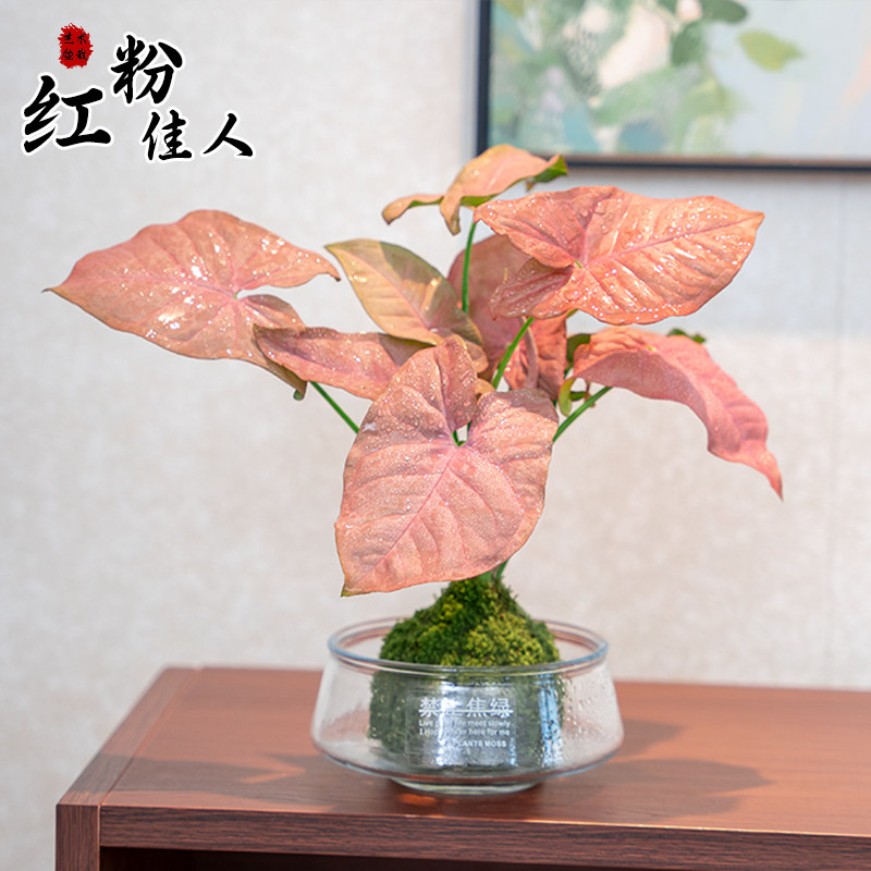 红粉佳人盆栽办公室内阳台桌面绿植彩叶芋粉色恋人合果芋热植好养