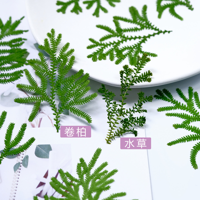 卷柏蕨类植物标本翠云草水草造景干花相框装饰押花画书签
