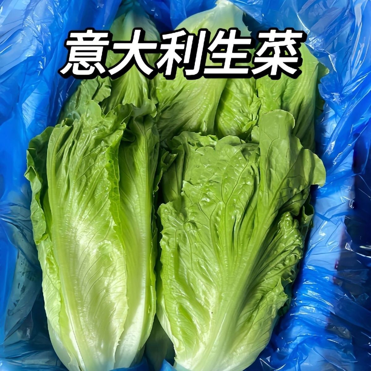 云南露天意大利生菜新鲜现摘生吃沙拉奶油菜奶油轻食蔬菜4重整箱