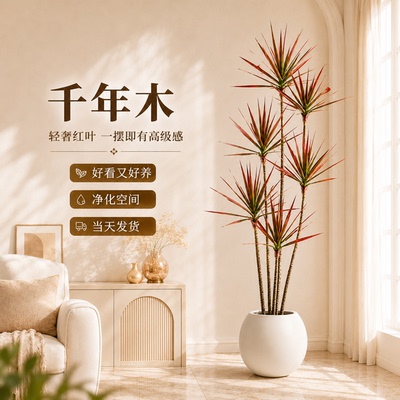 千年木马尾铁龙血树大型盆栽