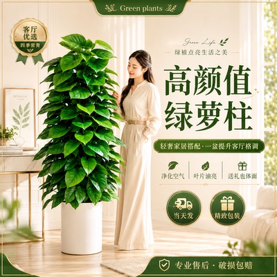 客厅大型绿萝柱盆栽超大叶好养