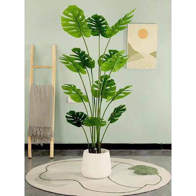 模拟绿色植物Monstera Deliciosa客厅大盆栽优雅的可访问的豪华景