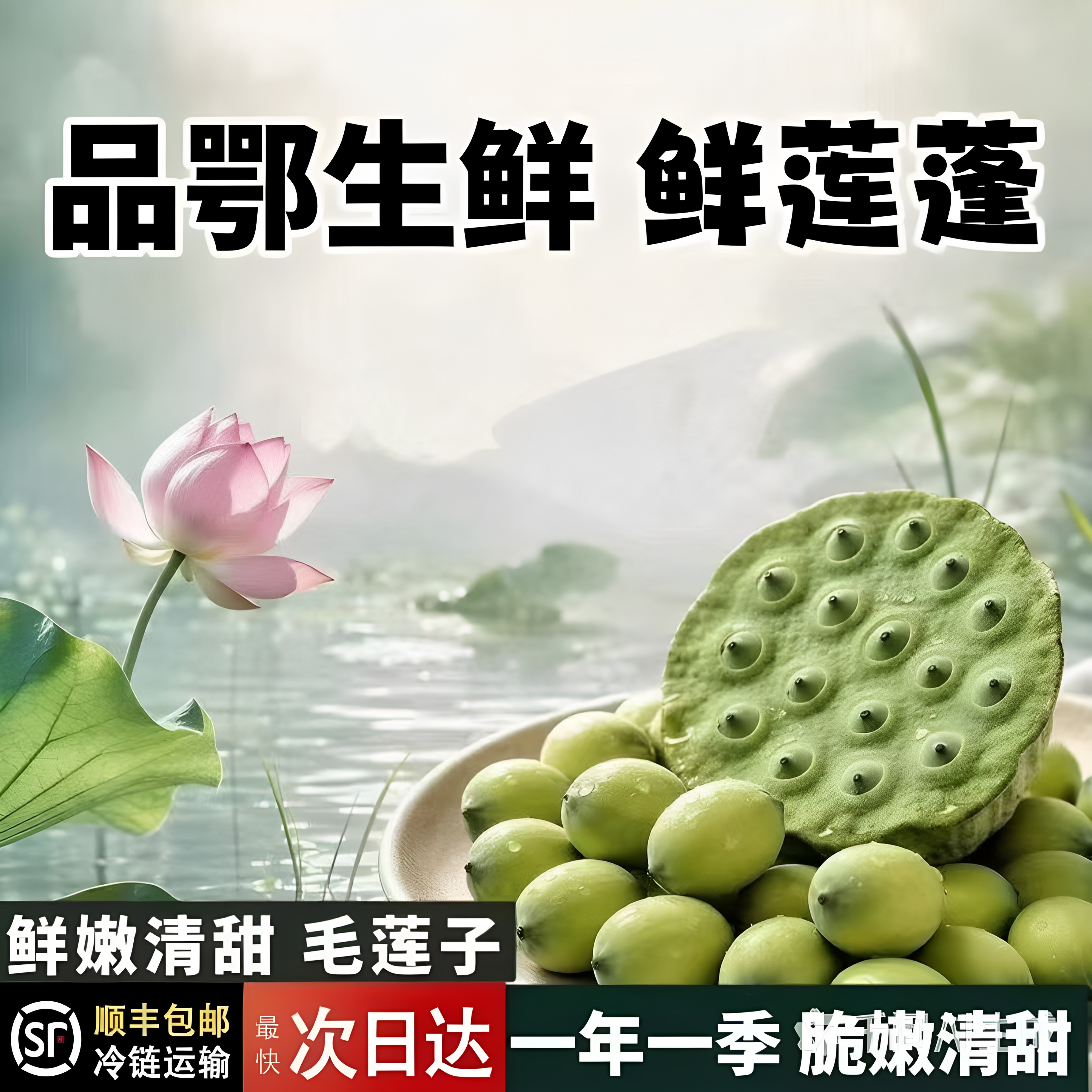汉川刁汊湖新鲜莲米现摘生吃水果嫩莲蓬莲子米水果鲜莲子顺丰包邮