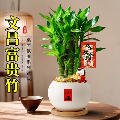 招财植物文昌富贵竹盆栽植物摆件