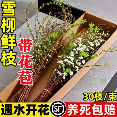 雪柳鲜枝带花苞干枝水养插花绿植