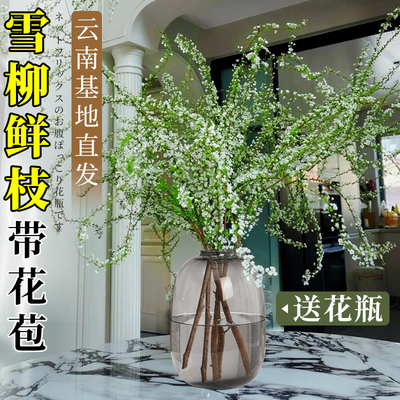 【真鲜枝带花苞】100%好评年宵花