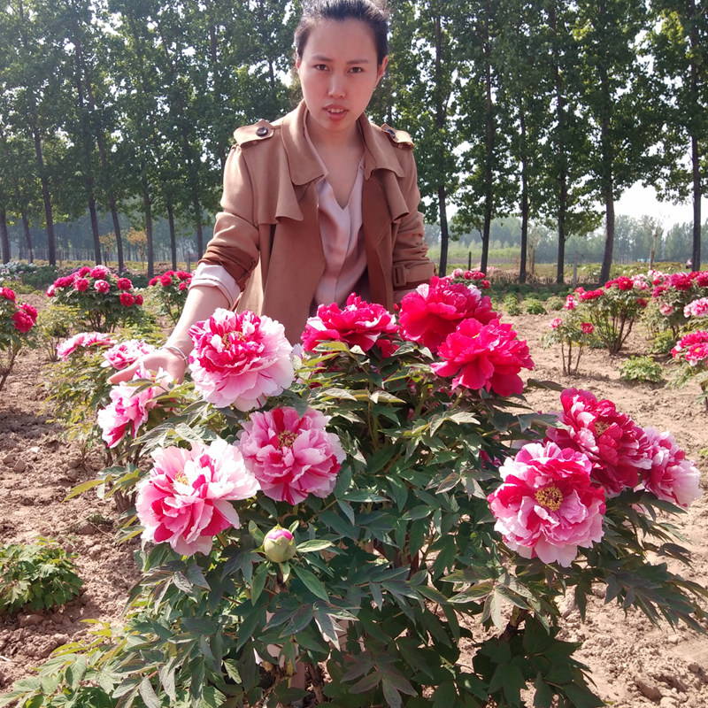 菏泽正宗观赏岛锦大棵牡丹花树丛生大牡丹花苗庭院复色带土球牡丹
