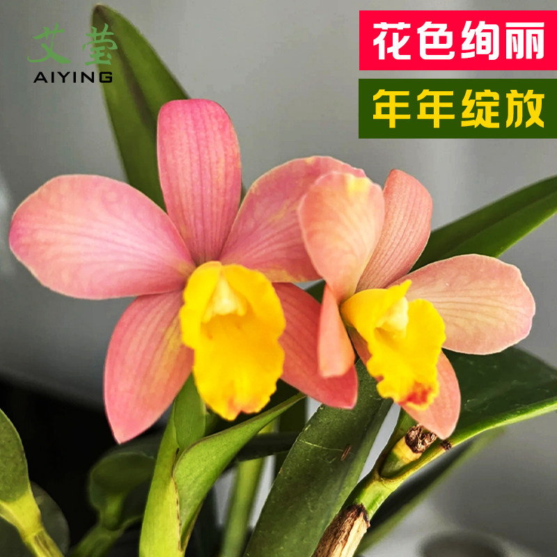 东南亚进口卡特兰 大花浓香 客厅阳台室内兰花盆栽好养绿植花卉