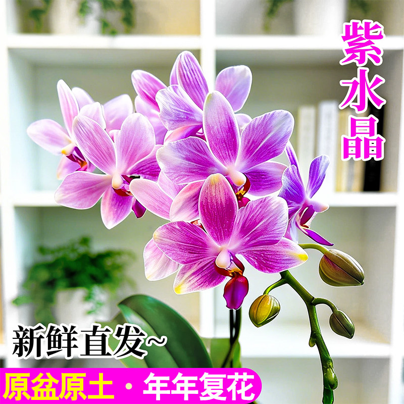 艾莹精品蝴蝶兰紫水晶冬带花苞盆栽新款名贵兰花苗客厅高端鲜花卉
