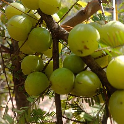 云南纯天然油甘果滇橄榄批发牛甘果余甘子回甘孕妇酸果橄榄果