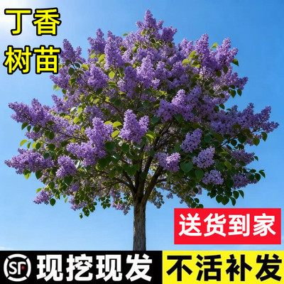 顺丰送到家【包活一年】丁香花树