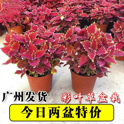 彩叶草盆栽室外阳台造景花卉好养