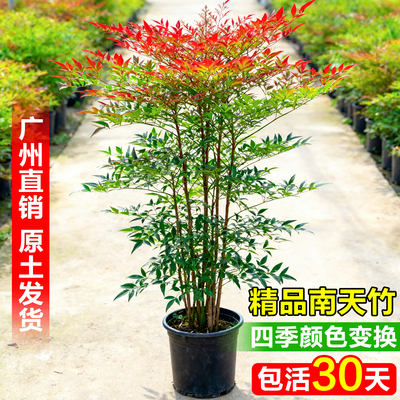 南天竹盆栽客厅大型绿植老桩真树苗火焰竹子马醉木室内高级感盆景